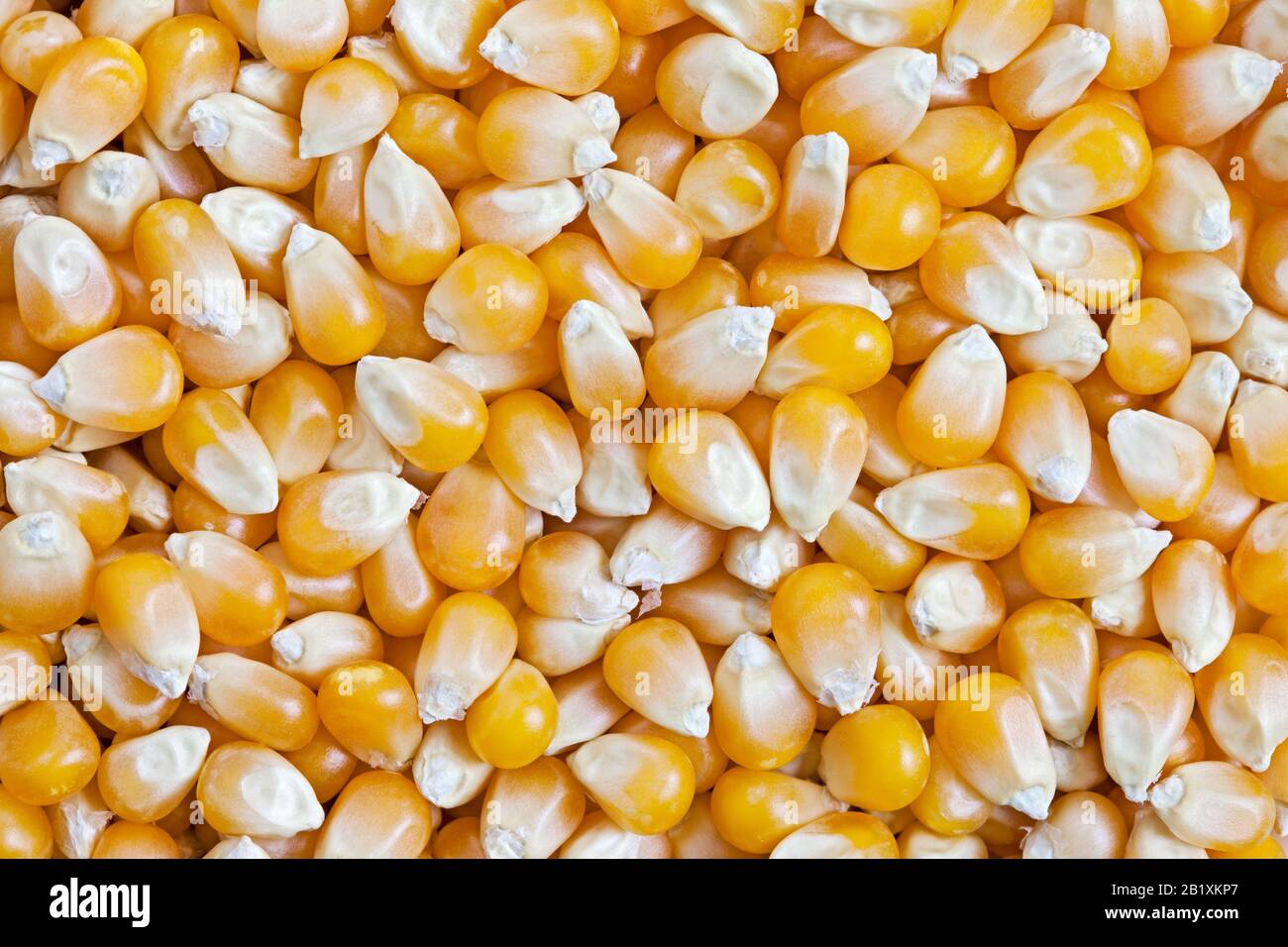 Dried Corn texture background Stock Photo - Alamy