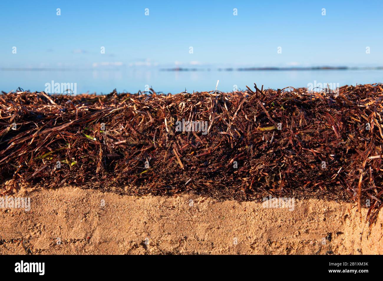 A beach soil covered by thick layer of washed on algae on the isle of ...