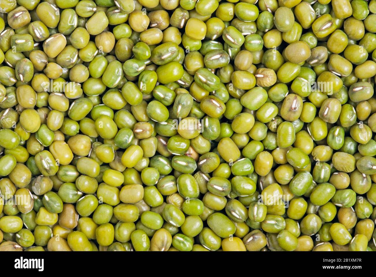 Mung Bean texture background. Also called Mungo or Mung Pea. A major ...