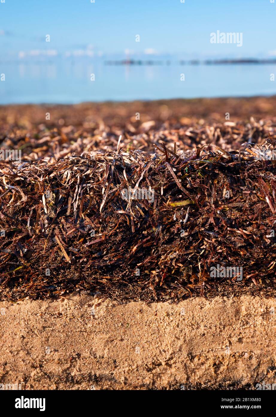 A beach soil covered by a thick layer of washed on algae on the isle of ...