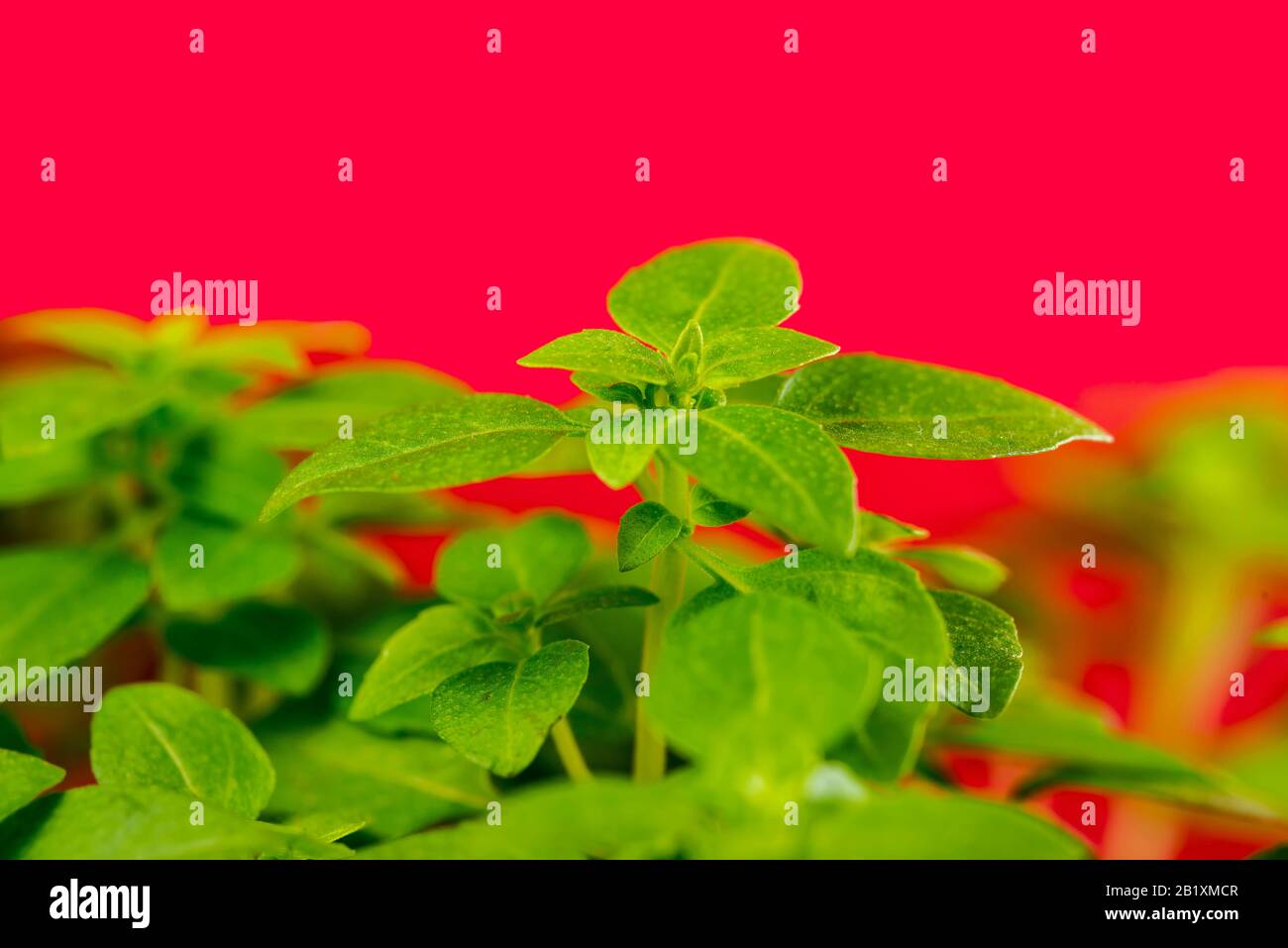 basil, fresh herb in spring Stock Photo - Alamy
