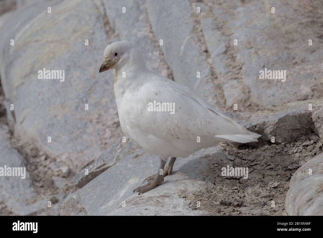 The snowy sheathbill Chionis albus , also known as the greater ...