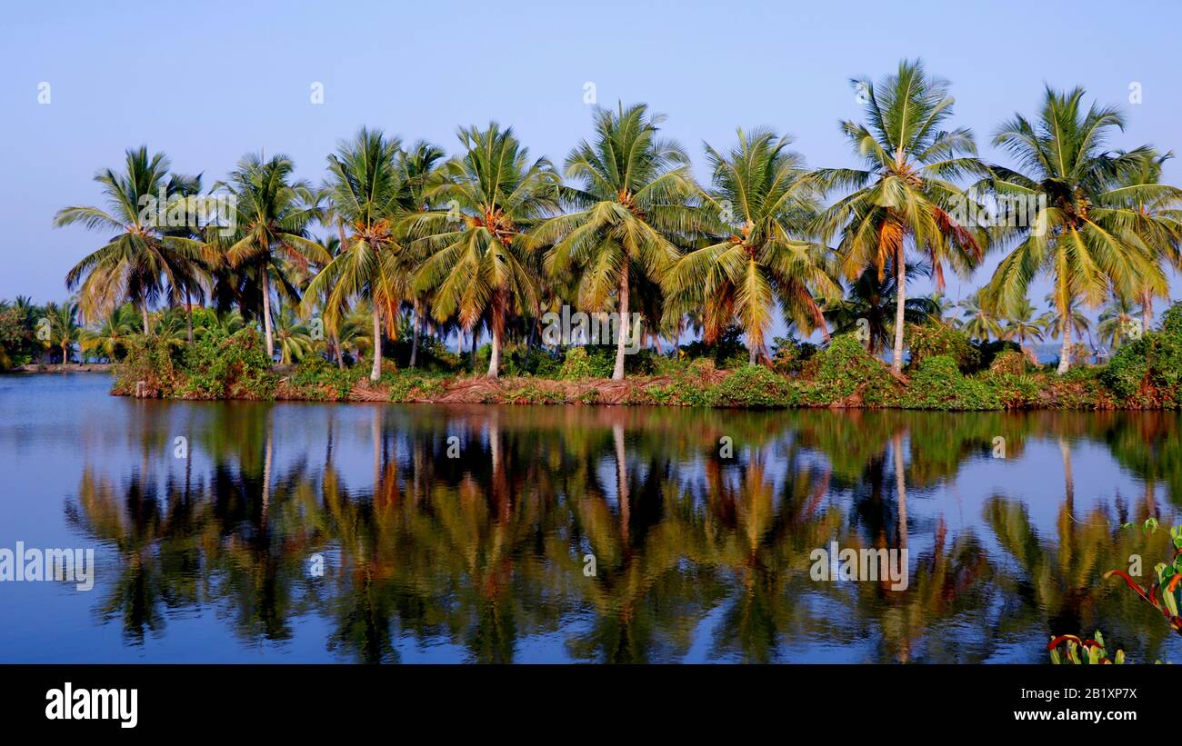 view on the lush coconut palm trees near to a backwater lake on a ...