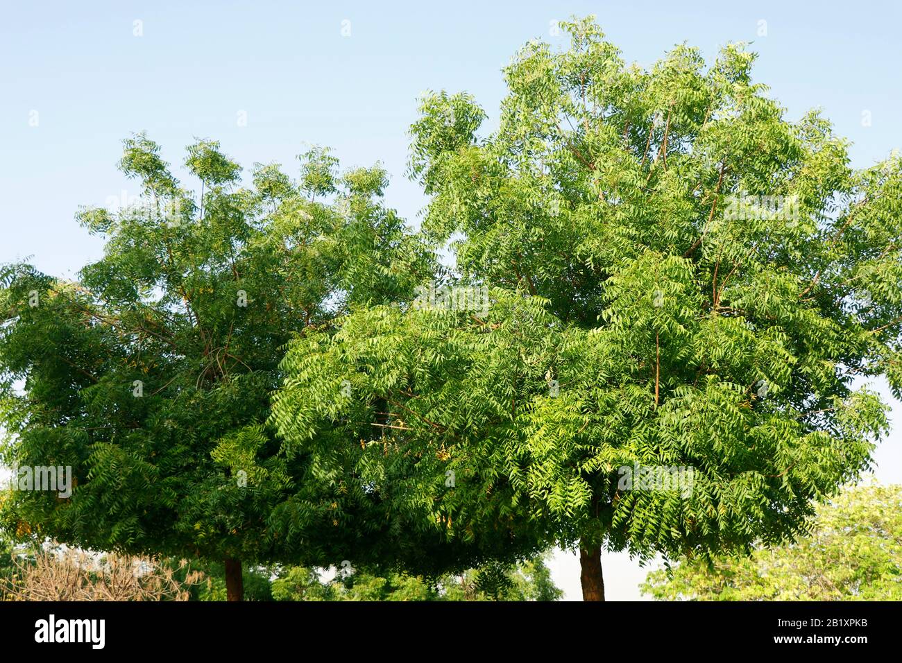 Neem flower india hi-res stock photography and images - Alamy