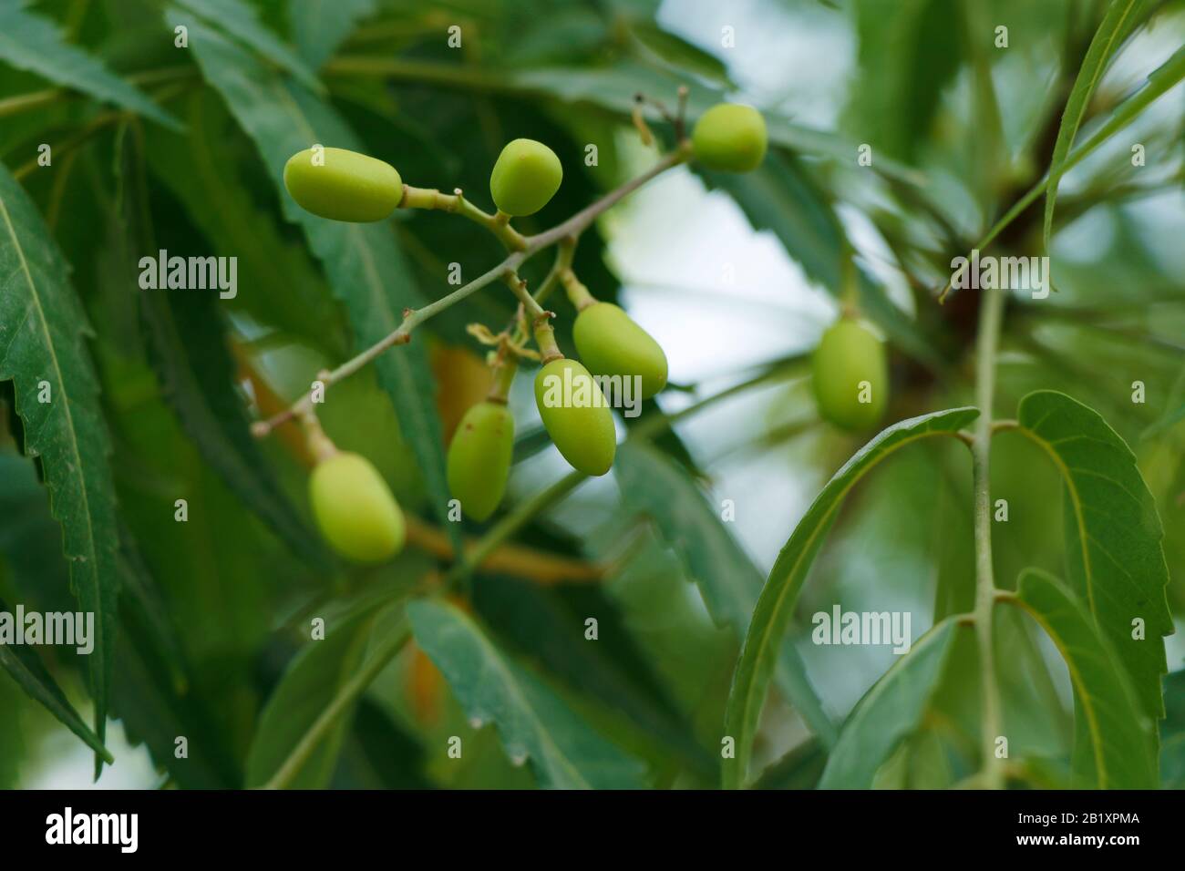 Azadirachta indica, commonly known as neem, nimtree or Indian lilac ...