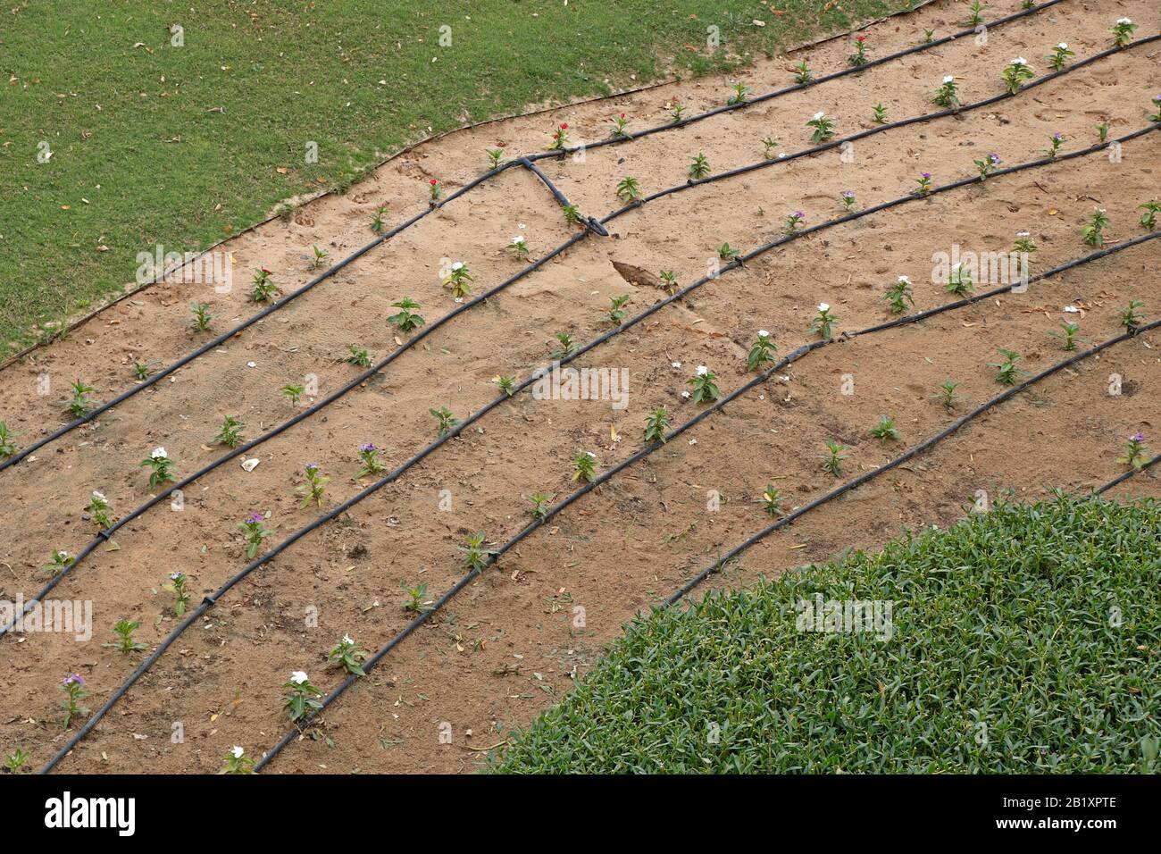 water hose line for garden Stock Photo - Alamy