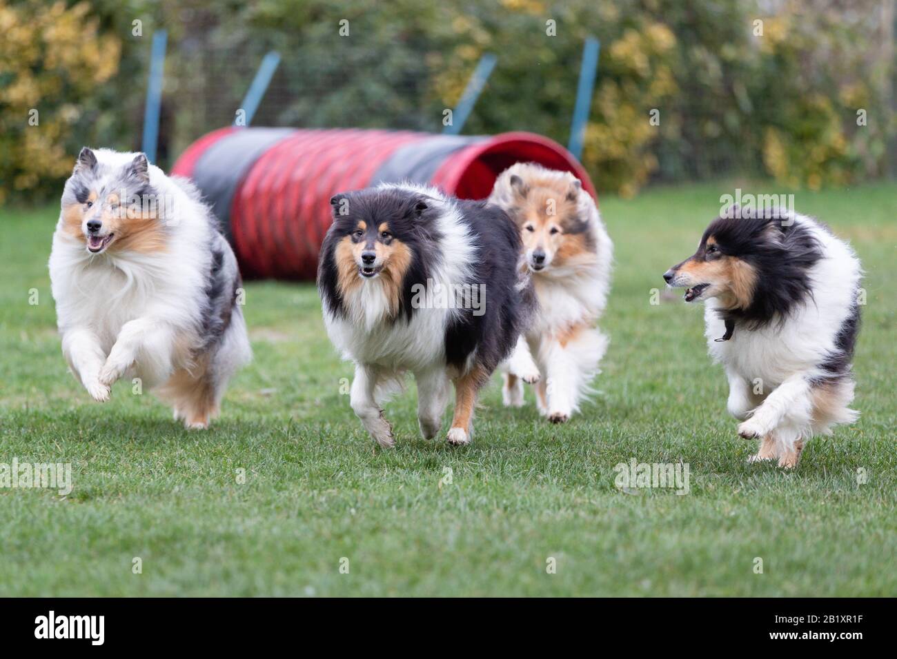 Zetel, Germany. 27th Feb, 2020. The Collies Jimmy (l-r) Emma, Jule ...