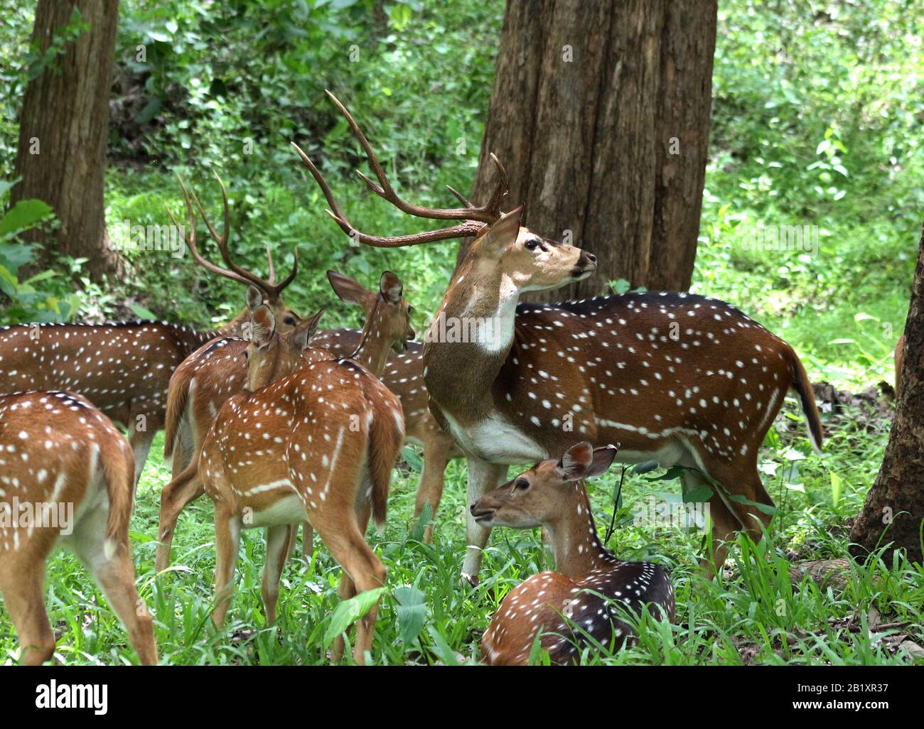 deer in the forest Stock Photo - Alamy