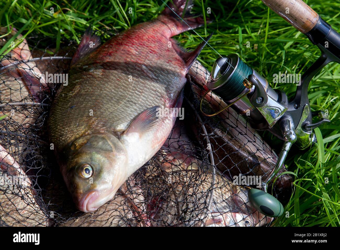 Freshwater breams hi-res stock photography and images - Alamy