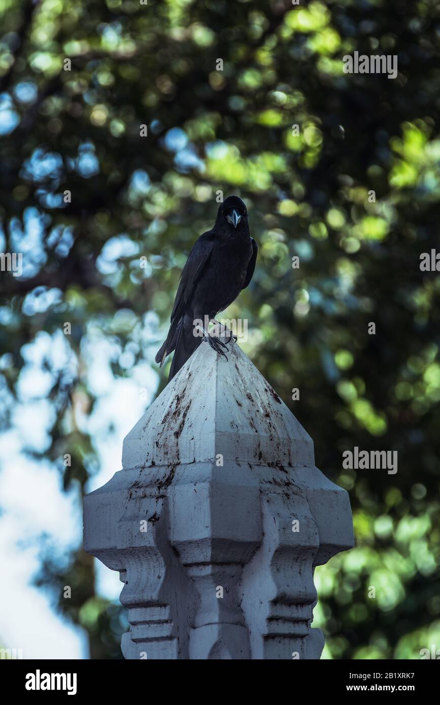 Black crow wild bird living hi-res stock photography and images - Alamy