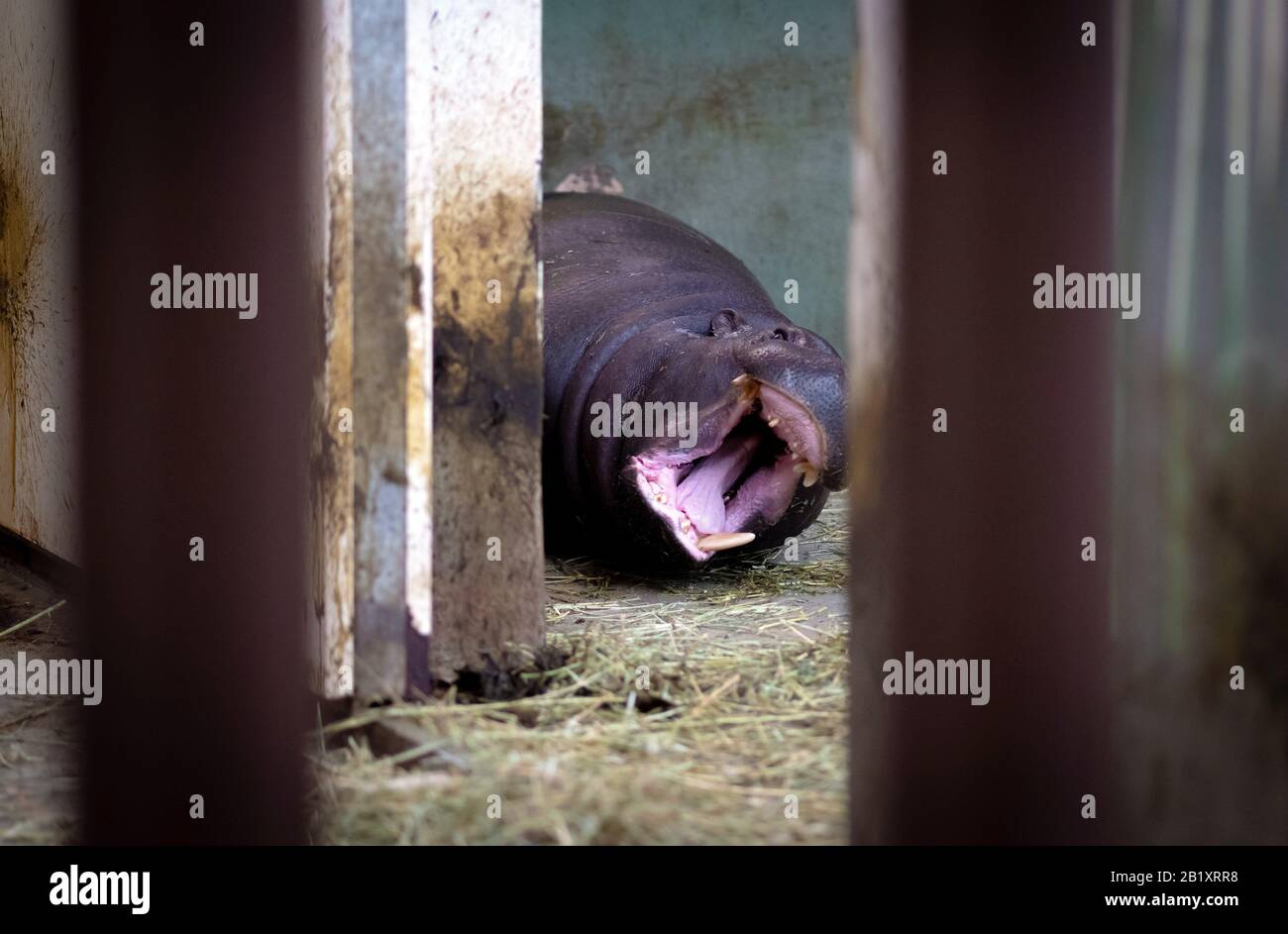 Dangerous african Hippo, Hippopotamus amphibius closely before attack ...