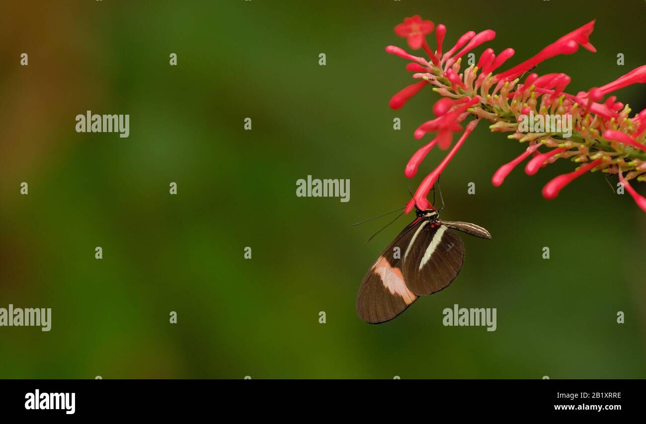 The rice black bug hi-res stock photography and images - Alamy