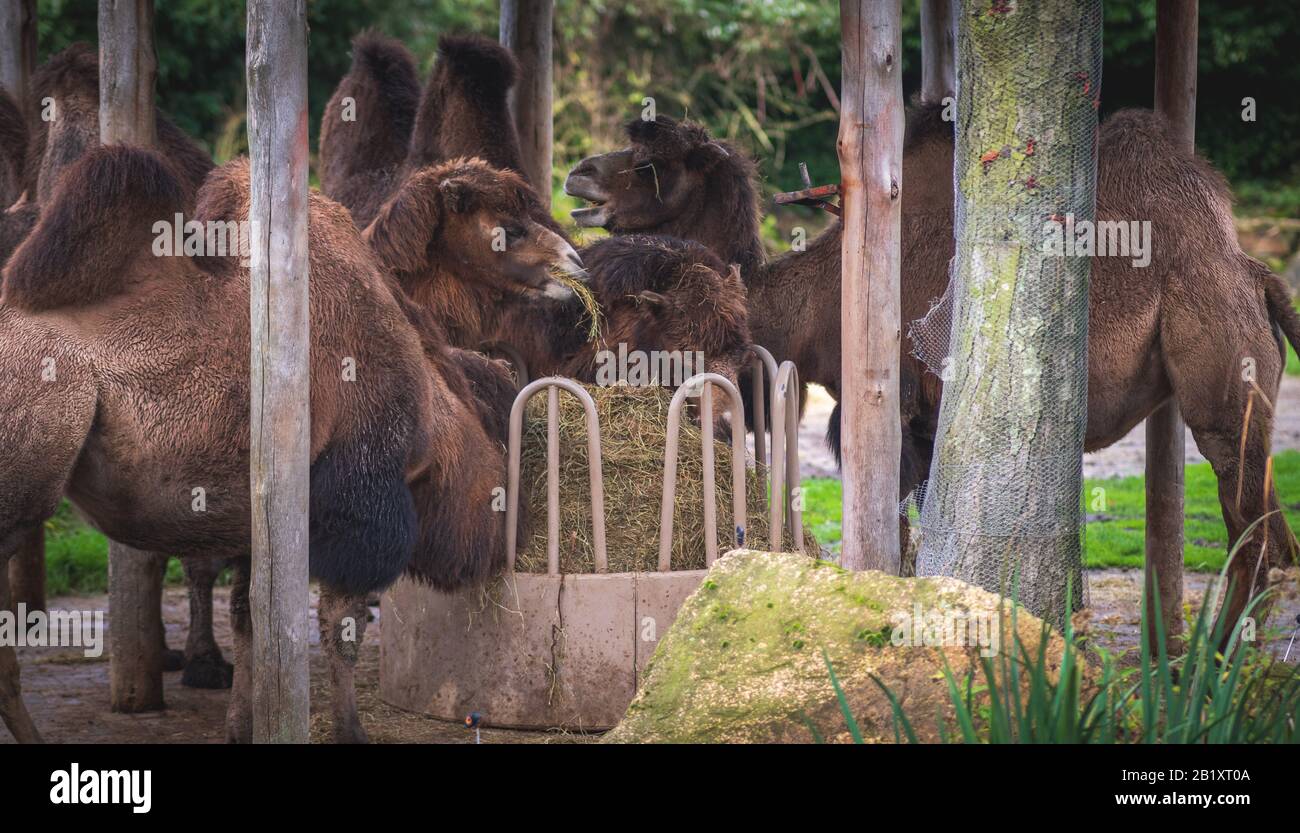 Camels hoof hi-res stock photography and images - Alamy