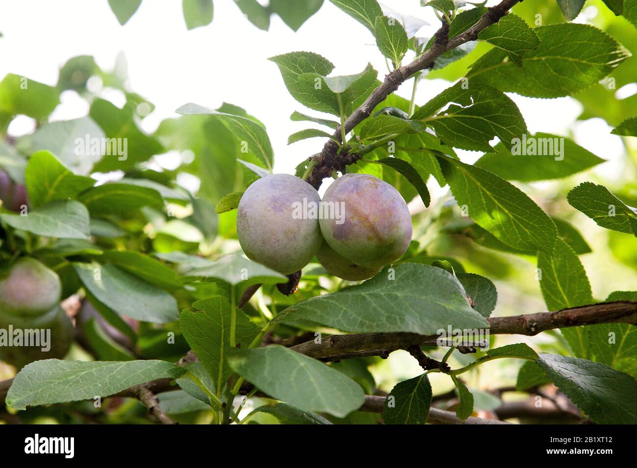Ripe plums hanging from a tree branch ready to be harvested. Ripe plums ...
