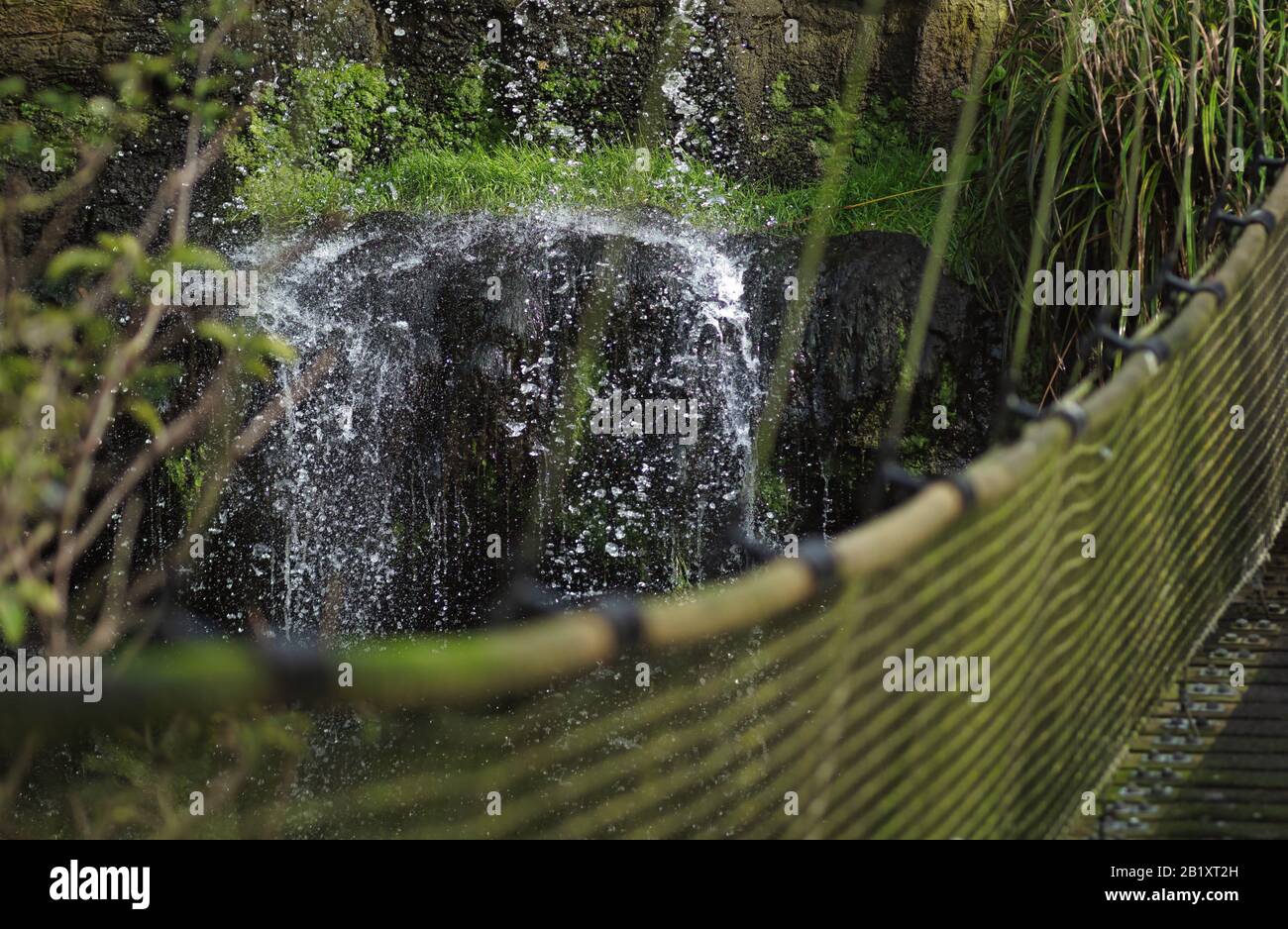 waterfall in green wooded area with grass plants and trees blijdorp ...