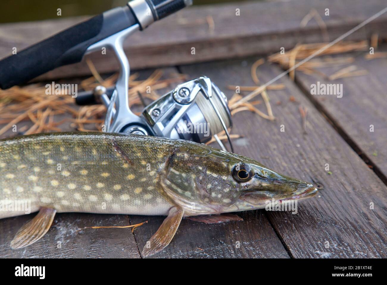 Freshwater Northern pike fish know as Esox Lucius and fishing rod with ...