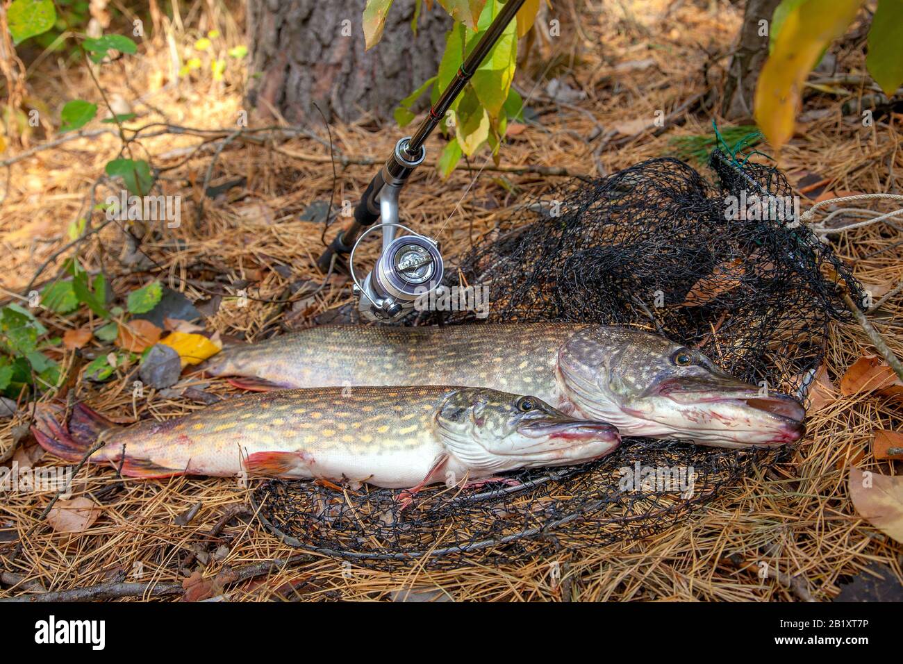 Fishing concept, trophy catch - two big freshwater pikes fish know as ...