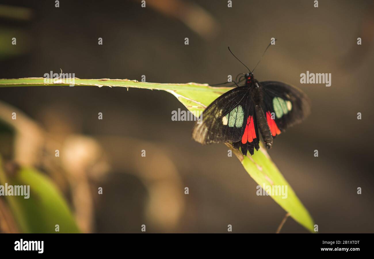 Red and white butterfly hi-res stock photography and images - Alamy
