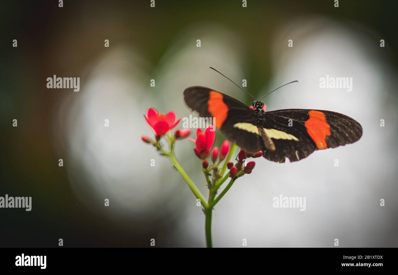 Red and white butterfly hi-res stock photography and images - Alamy