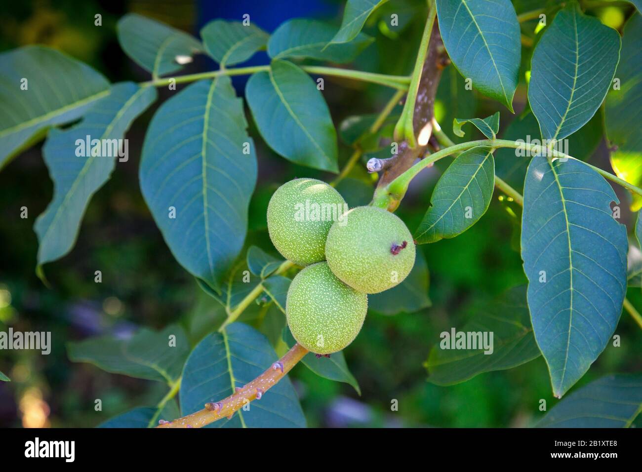 Fresh walnuts hanging on a tree in the blue background. Green walnut ...