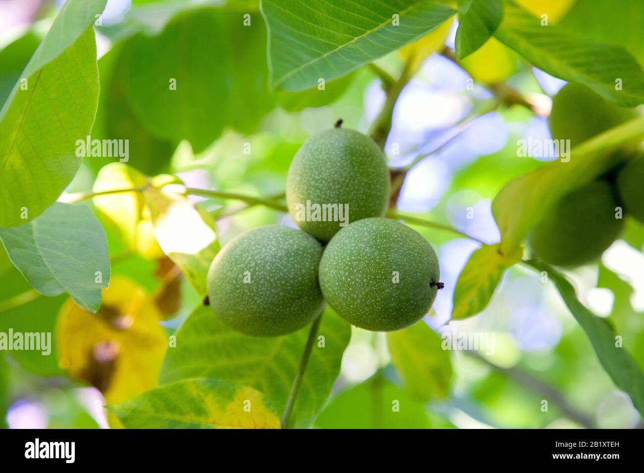 Fresh walnuts hanging on a tree in the blue background. Green walnut ...