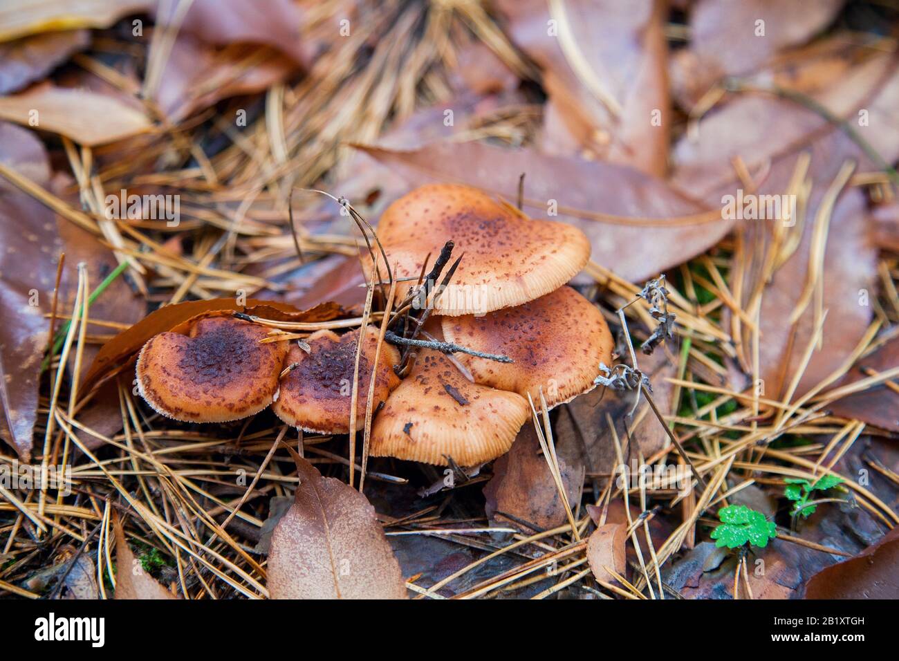 Group of edible mushrooms honey agarics known as Armillaria mellea in ...