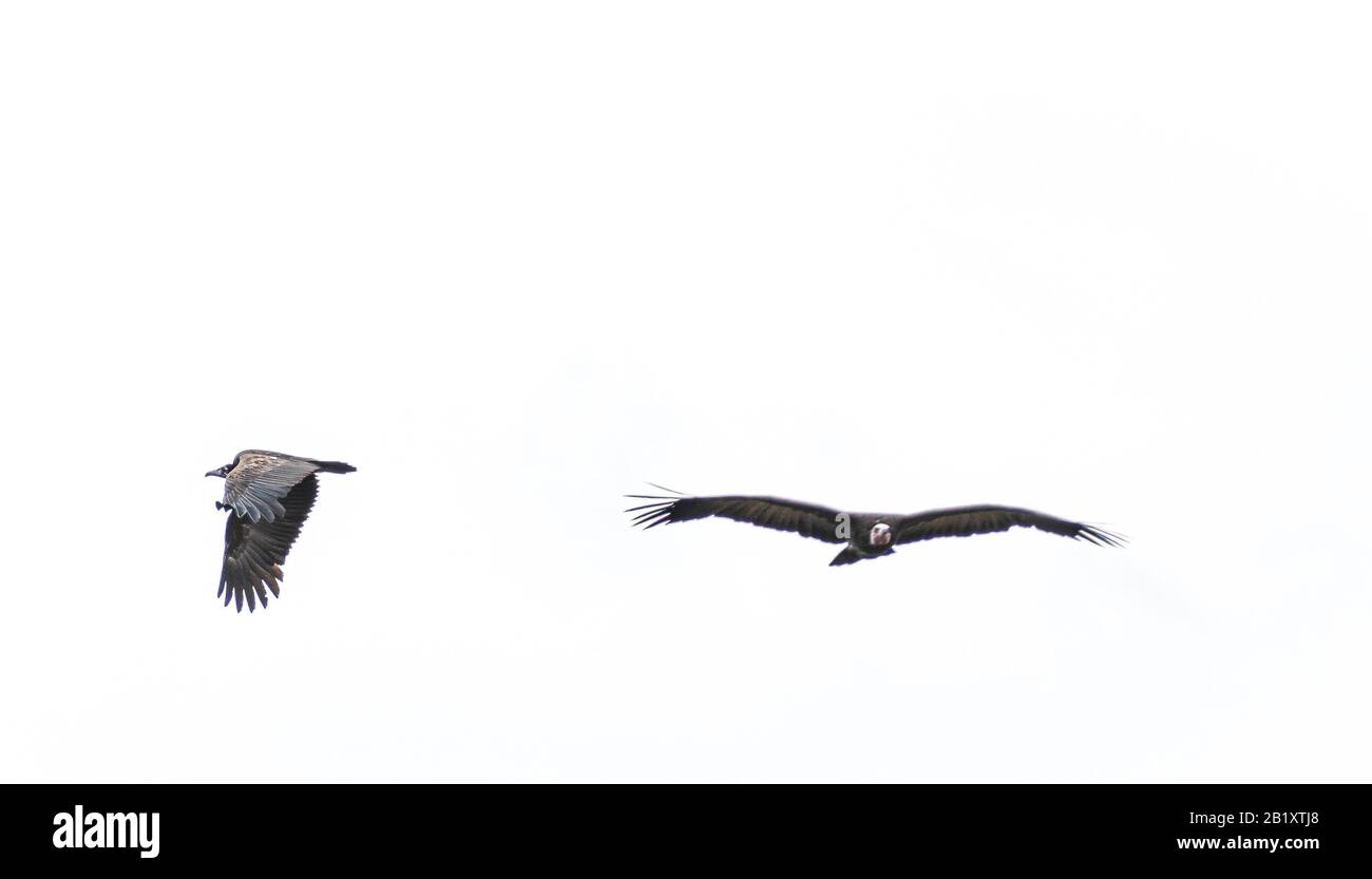 two vultures in the air on a white background rotterdam blijdorp ...