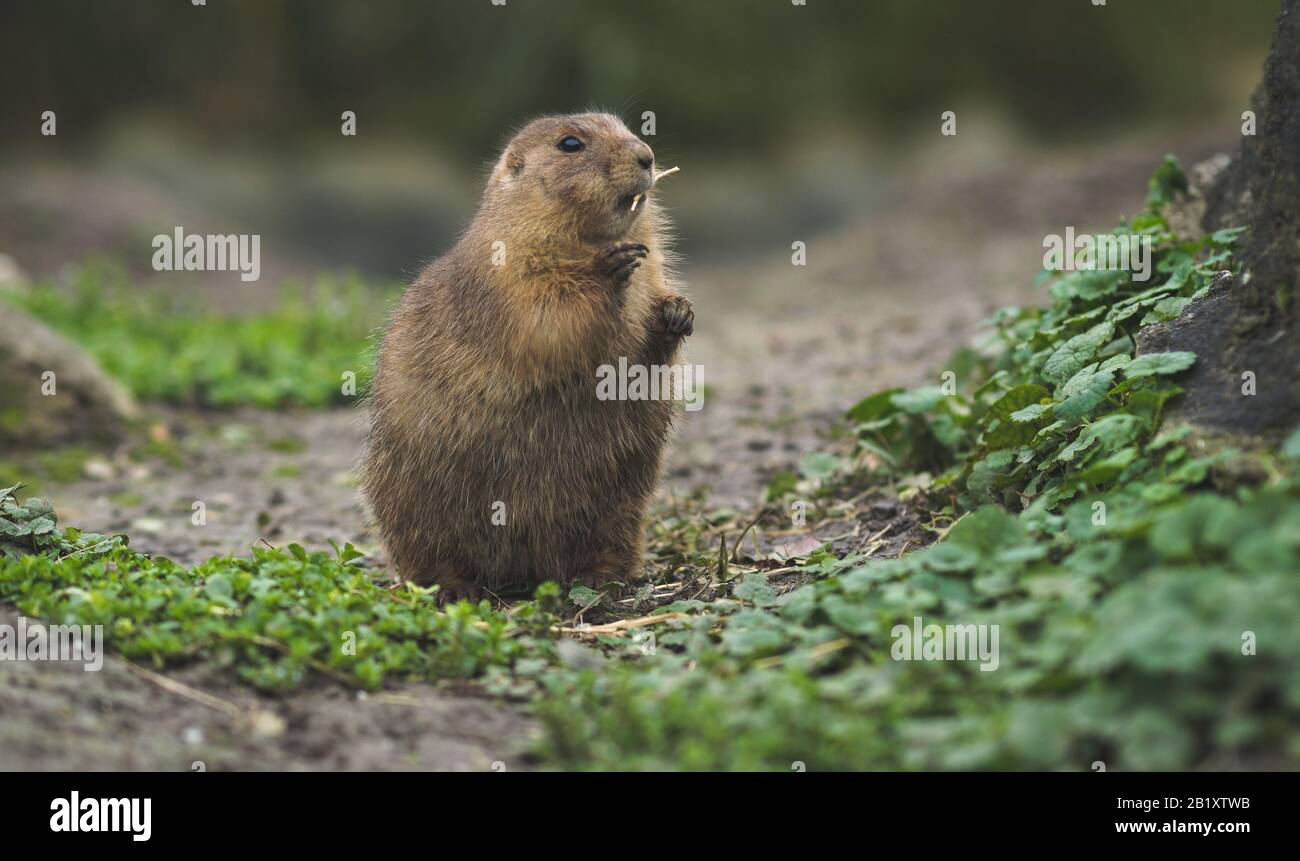 Lab rat eating hi-res stock photography and images - Alamy