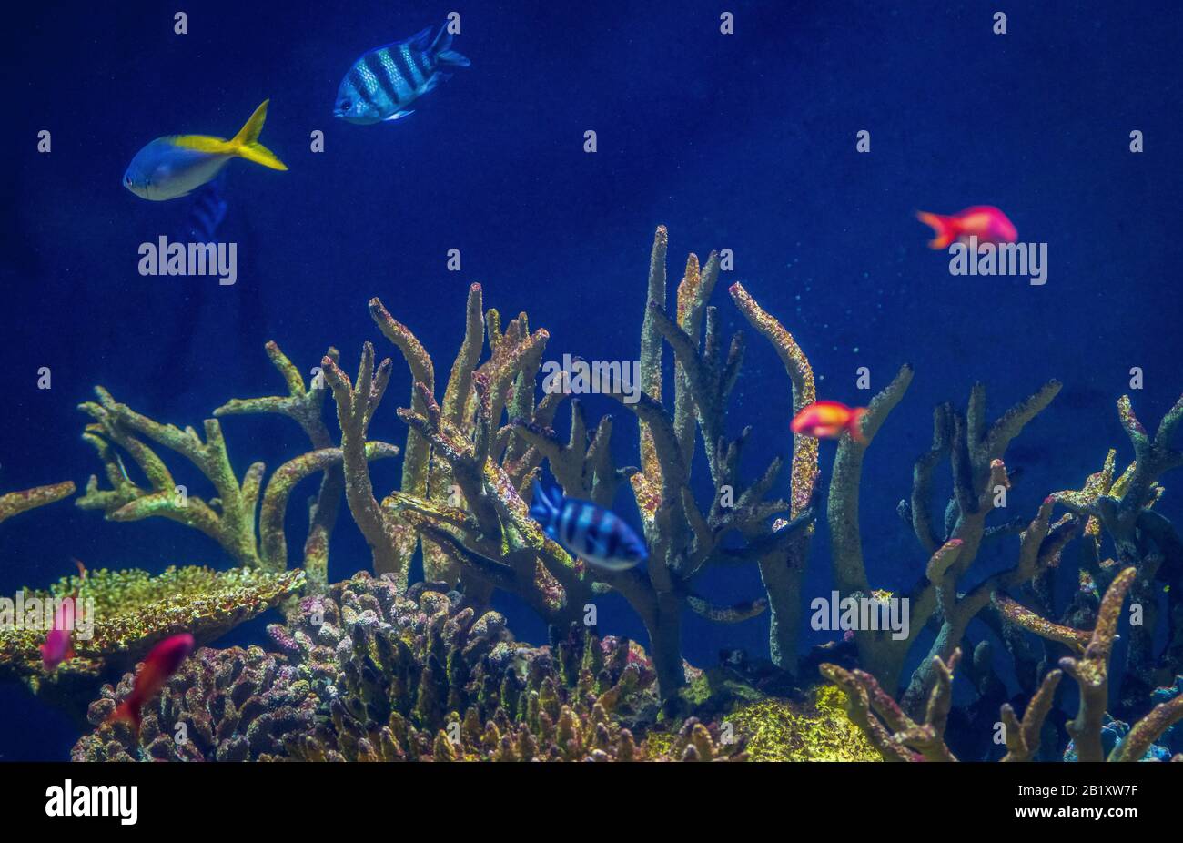 blue fish with plants in an aquarium in blijdorp rotterdam netherlands ...
