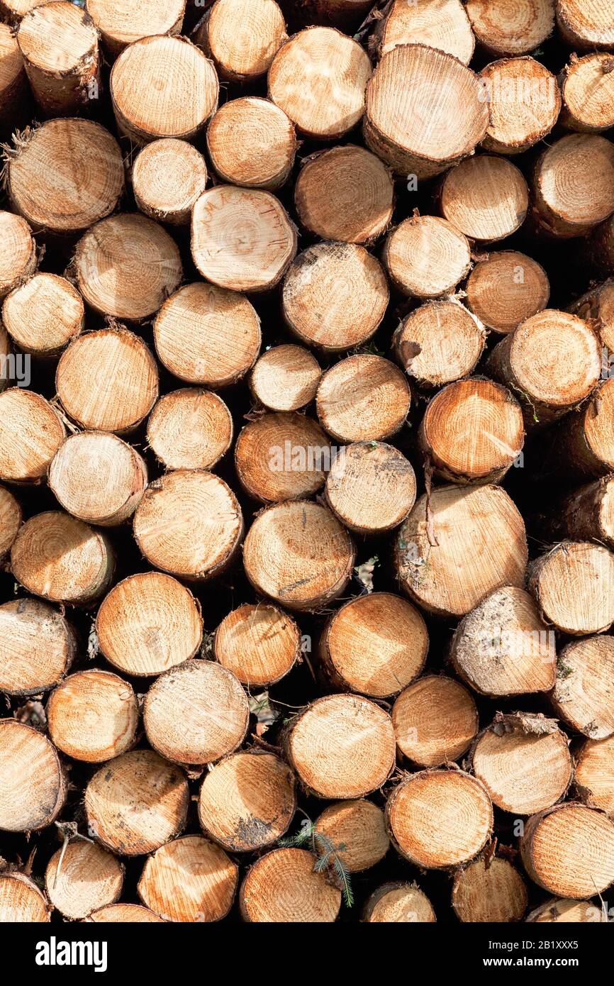 Stack logs on forestry hi-res stock photography and images - Alamy