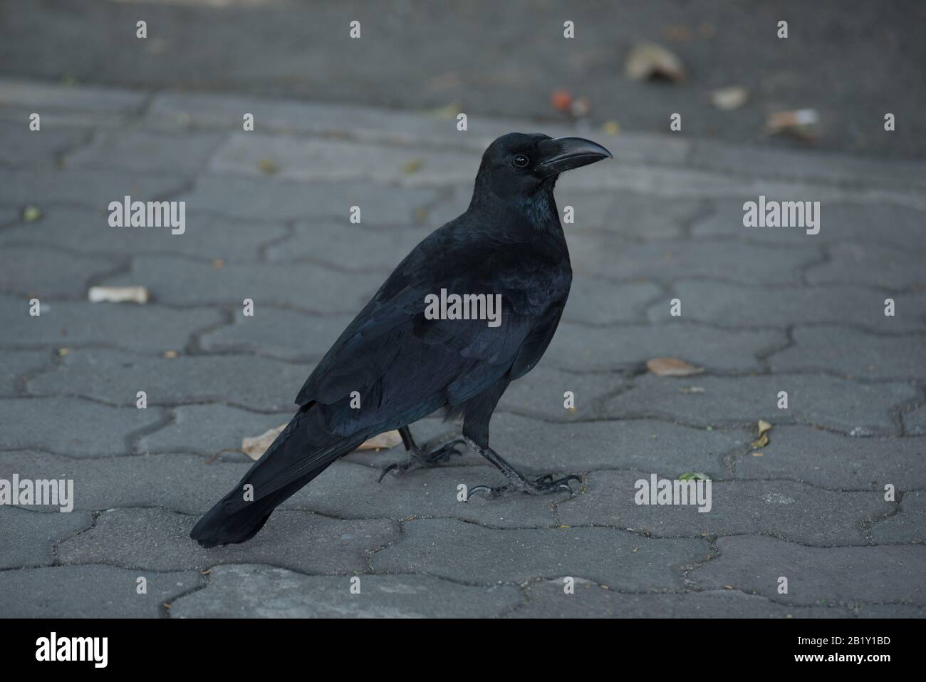 crow in town Stock Photo - Alamy