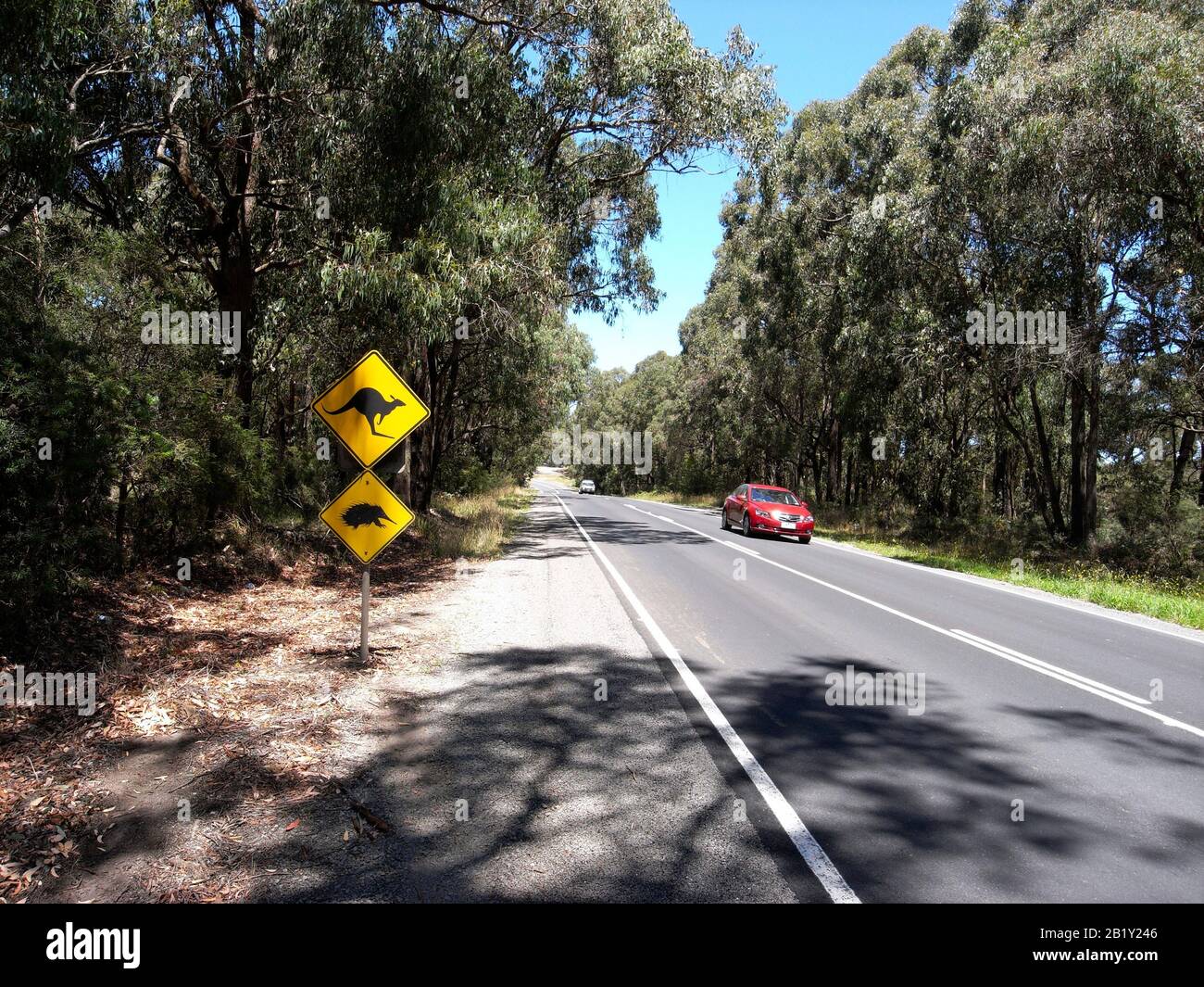 Kangaroo crossing in Otways Victoria Australia Stock Photo - Alamy