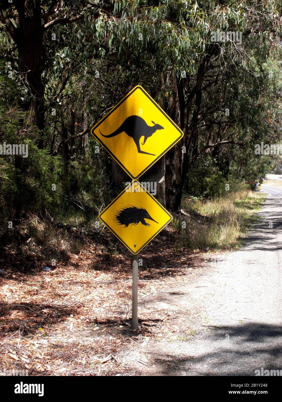 Kangaroo crossing in Otways Victoria Australia Stock Photo - Alamy