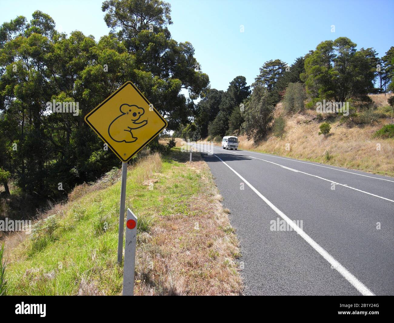 Koala crossing in Gippsland Australia Stock Photo - Alamy