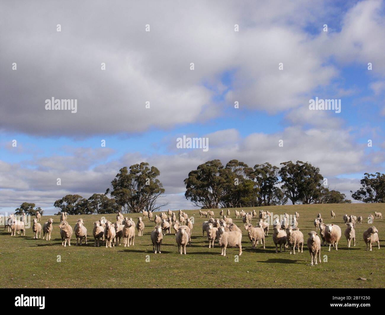 Many sheep on Australian farm Stock Photo - Alamy