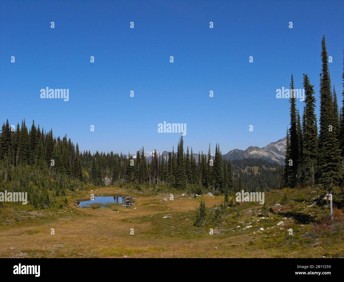 Mount Revelstoke National Park in Canada Stock Photo - Alamy