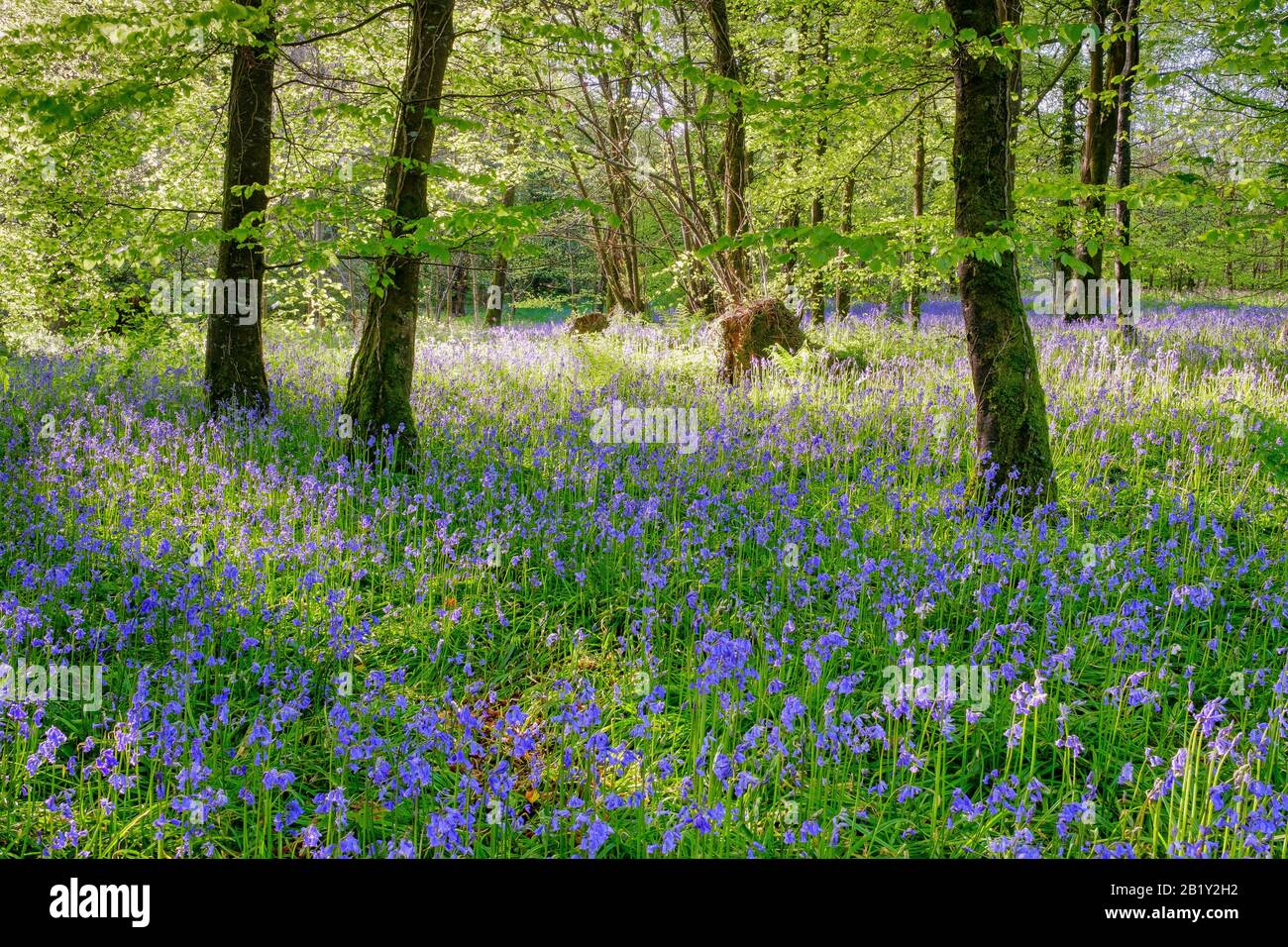 Bluebells in the woodland in North Devon, wild flowers in this gorgeous ...