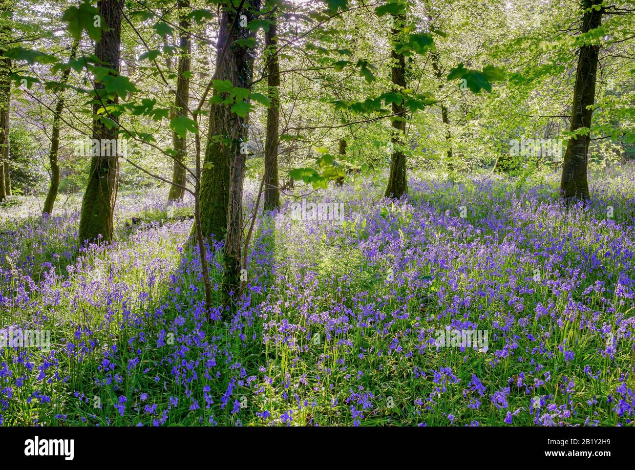 Bluebells in the woodland in North Devon, wild flowers in this gorgeous ...