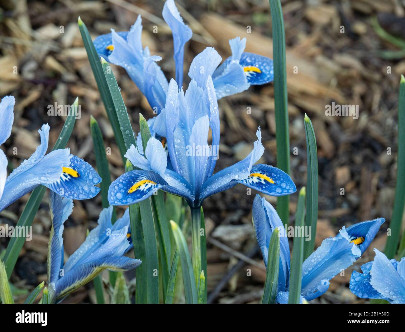 A close up of the sky blue flowers of Iris reticulata Alida Stock Photo ...