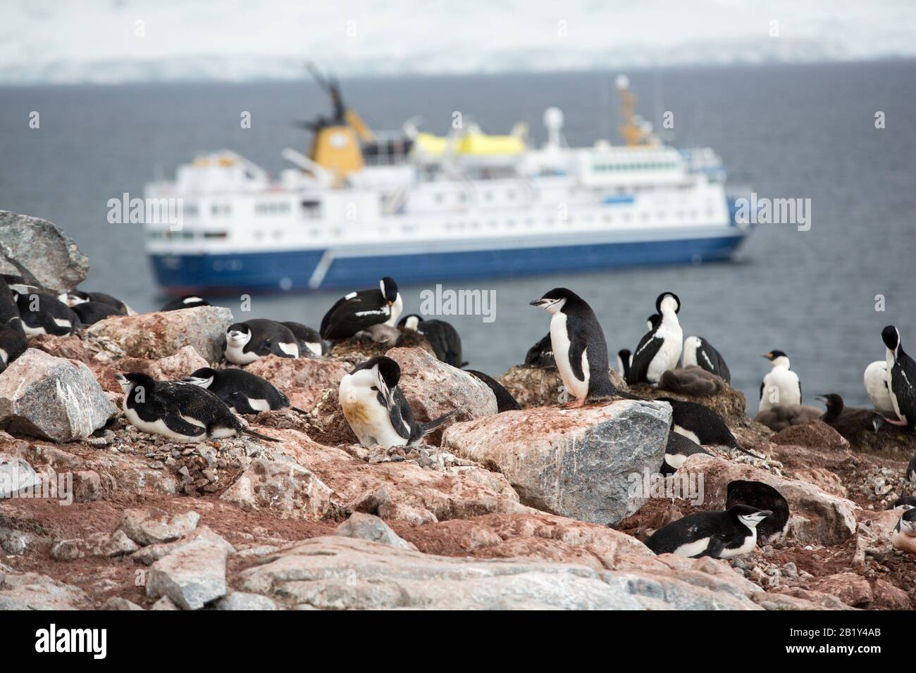 Muddy shag island hi-res stock photography and images - Alamy