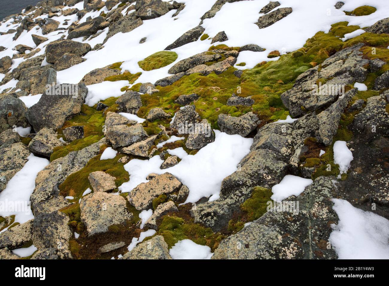 Melting snow revealing moss and lichen covered rocks at Palava Point on ...