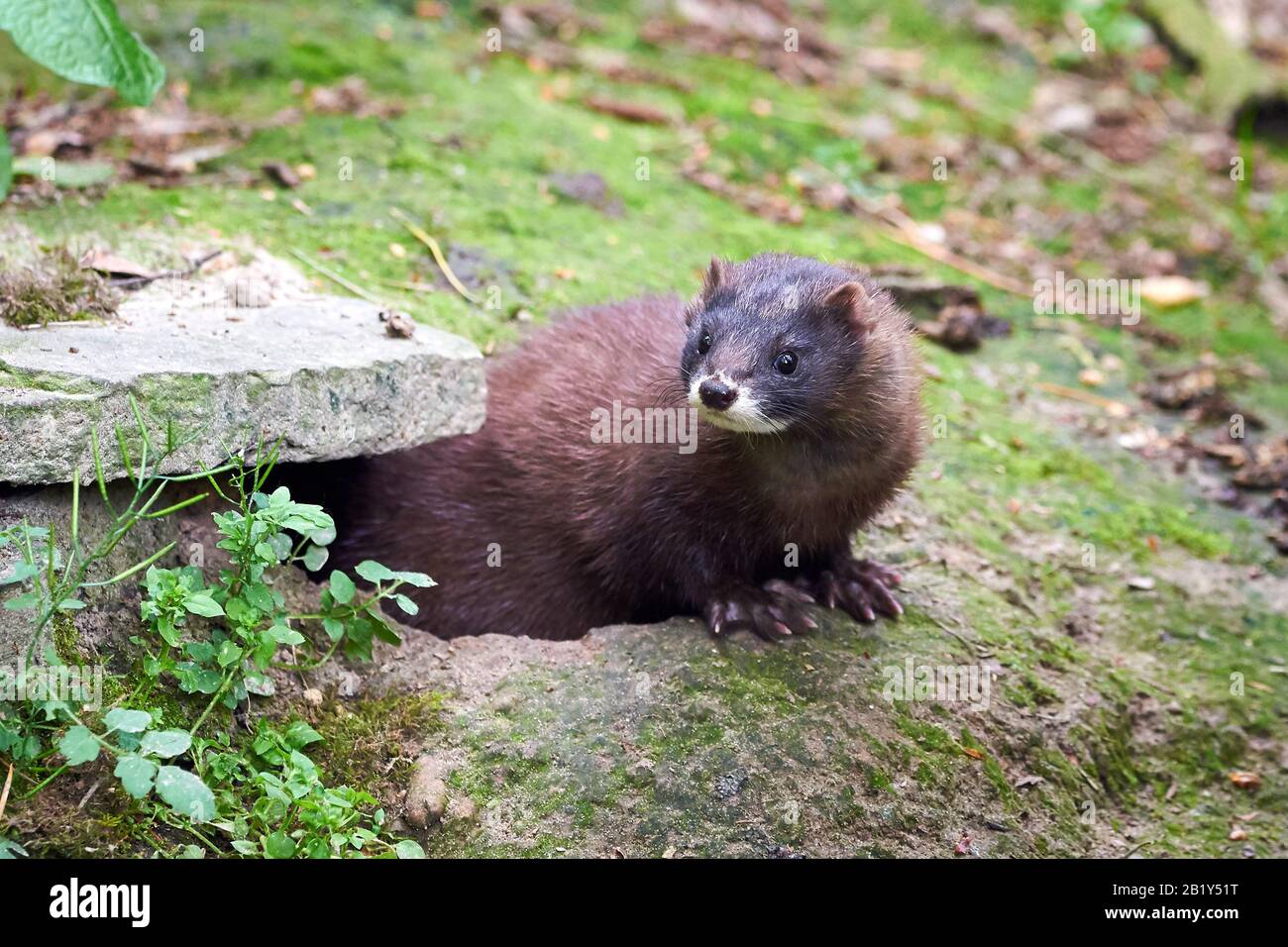 European Mink Closeup (Mustela lutreola Stock Photo - Alamy