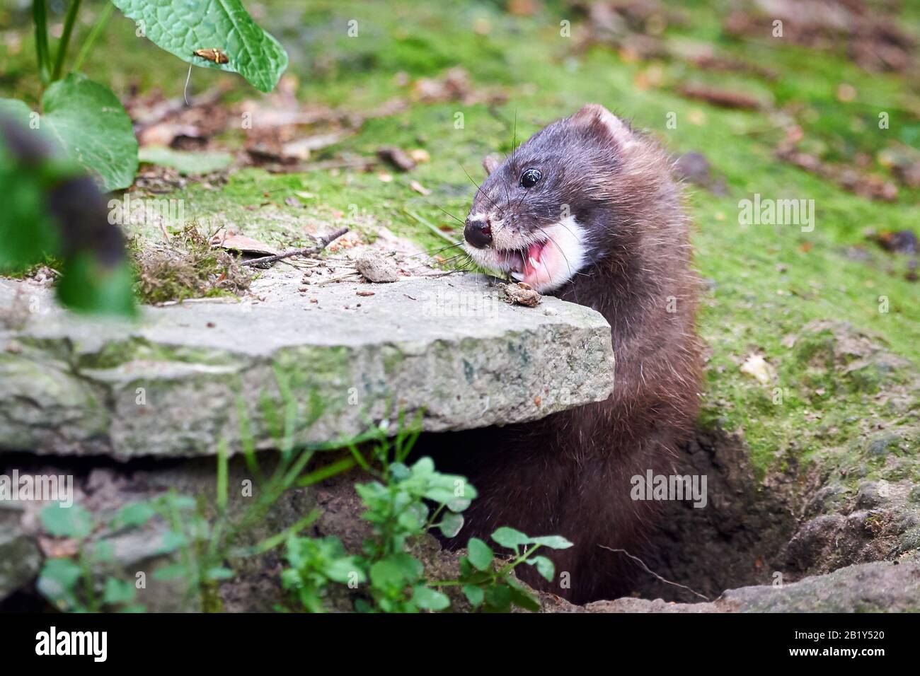 European Mink Closeup (Mustela lutreola Stock Photo - Alamy