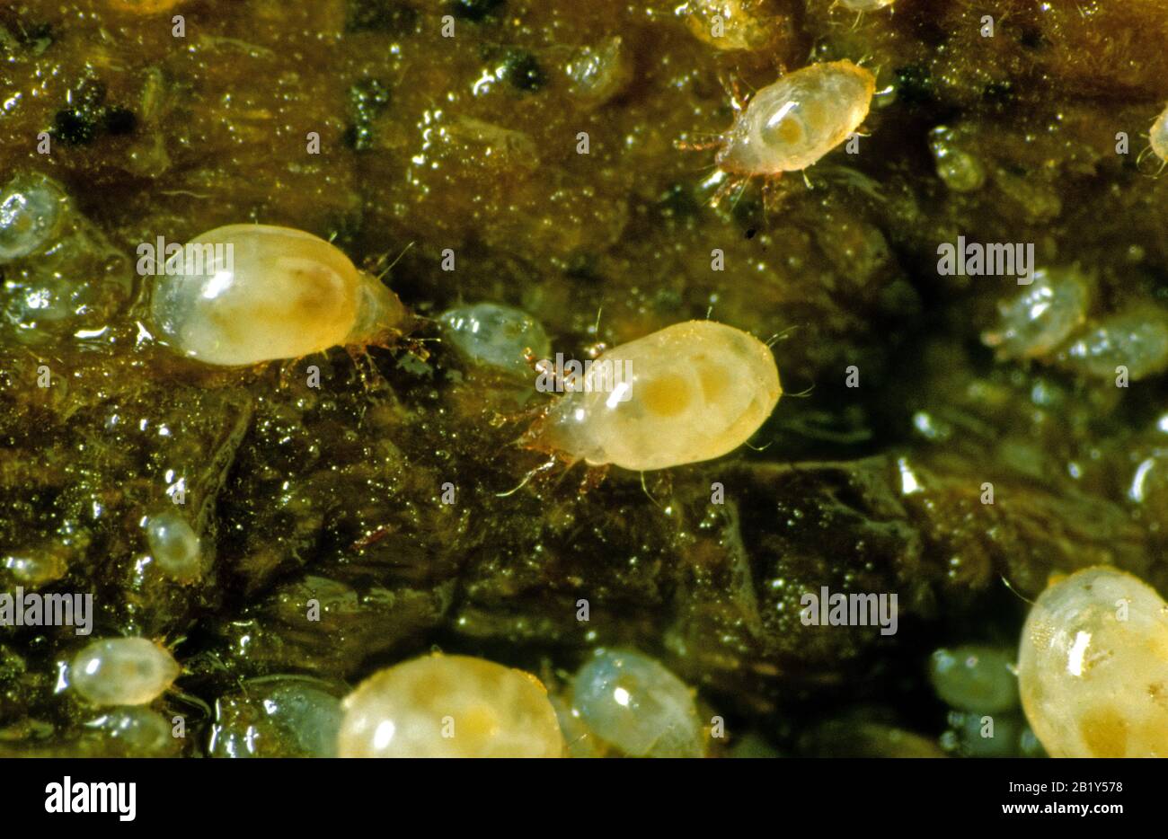 Rhizoglyphus hi-res stock photography and images - Alamy