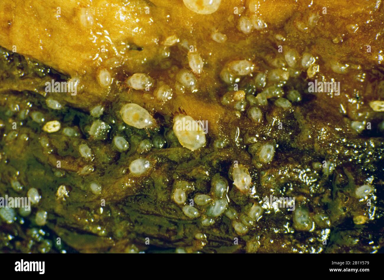Rhizoglyphus hi-res stock photography and images - Alamy