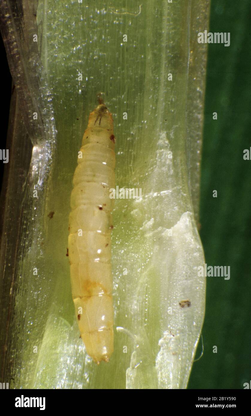 Frit Fly (Oscinella frit) pest larva in damaged ryegrass (Lolium sp ...