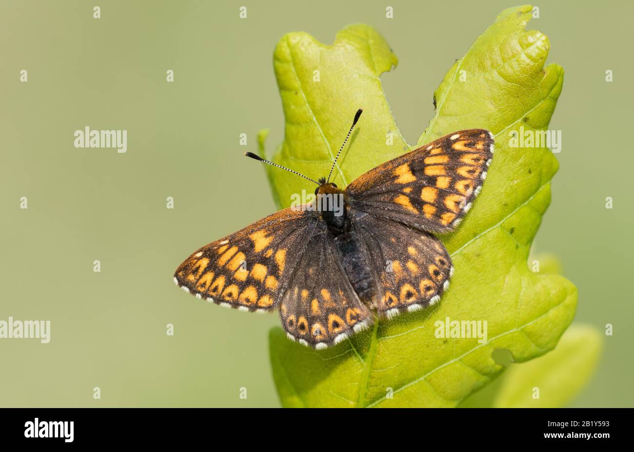 A Duke of Burgundy butterfly (Hamearis lucina) taken on Rodborough ...