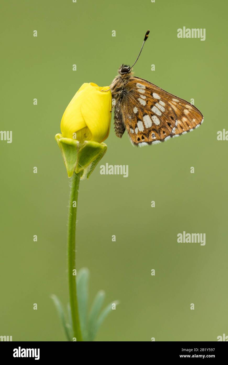 A Duke of Burgundy butterfly (Hamearis lucina) taken on Rodborough ...