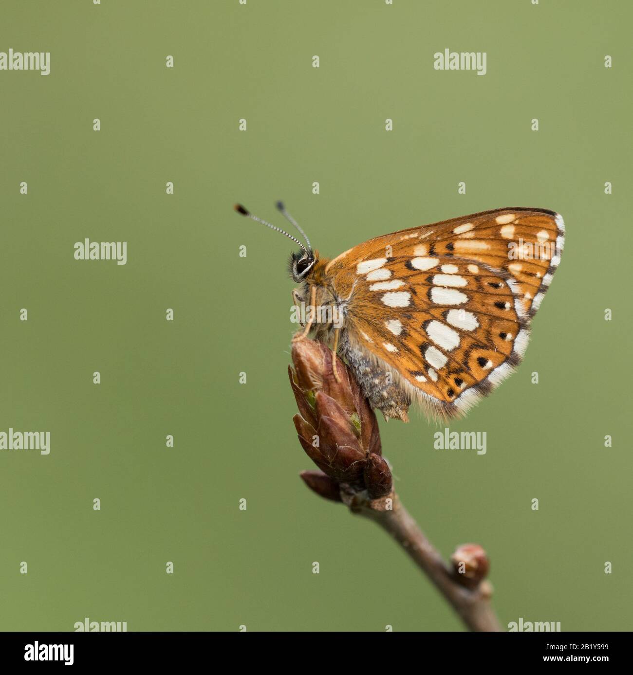 A Duke of Burgundy butterfly (Hamearis lucina) taken on Rodborough ...