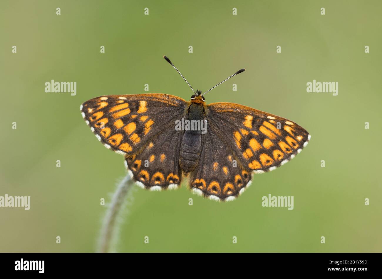 A Duke of Burgundy butterfly (Hamearis lucina) taken on Rodborough ...